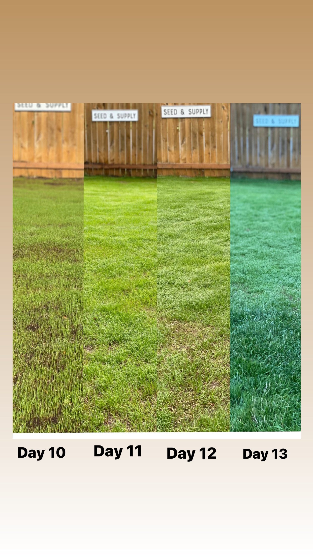 How to Plant Grass - Backyard Redo
