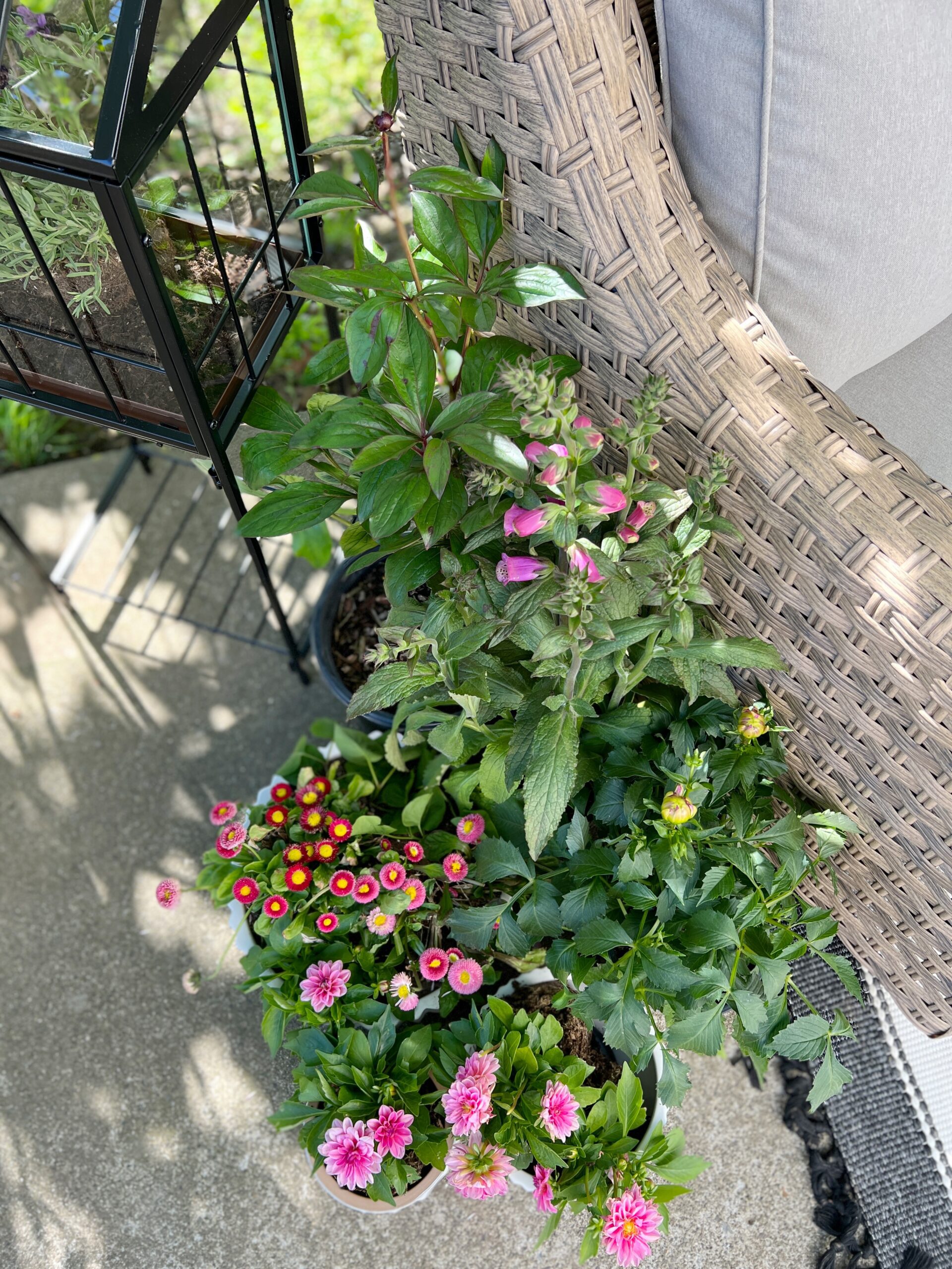 Plant Addicts - What I bought!