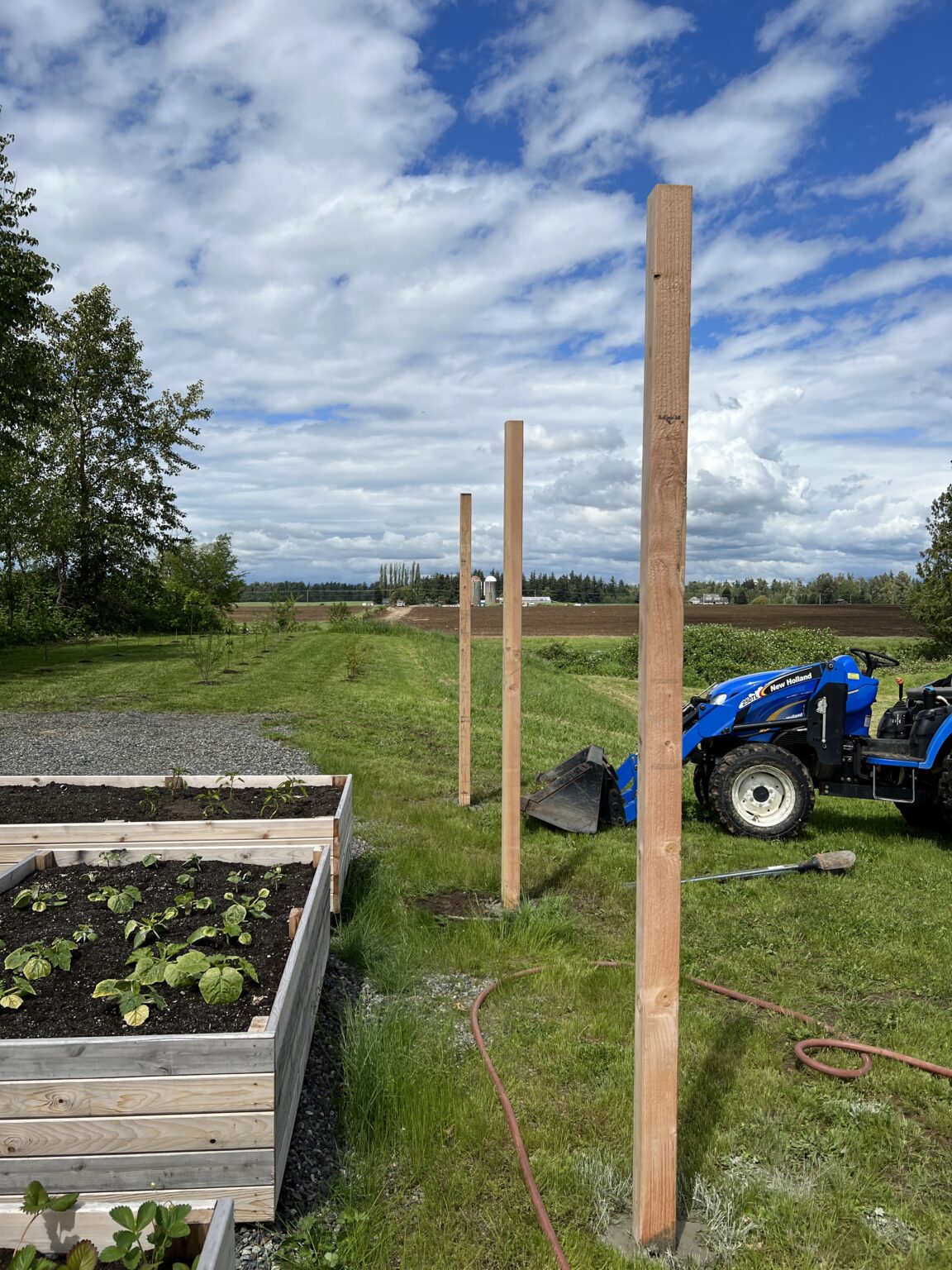 DIY Grape Arbor Trellis