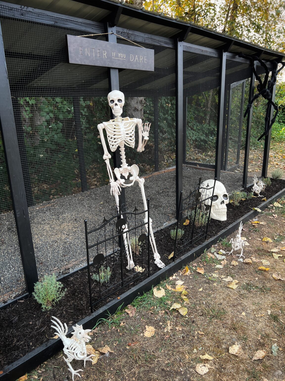 Halloween Chicken Coop - Skeletons & Bats