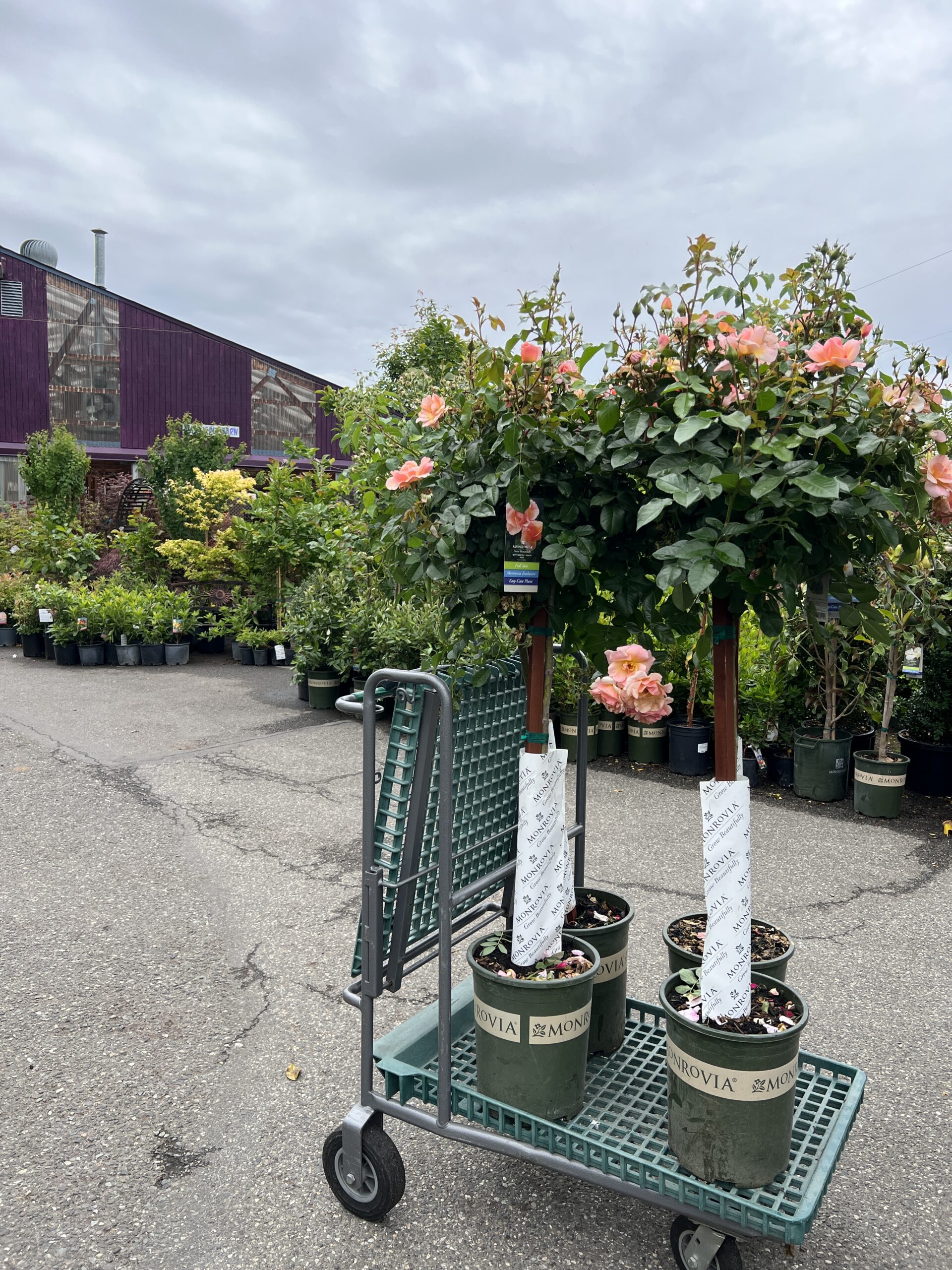 Planting a Tree Rose