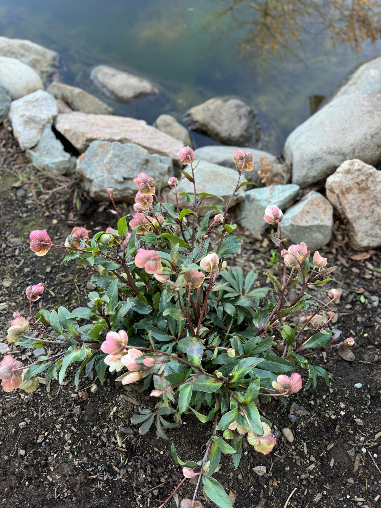 How to Grow Hellebores - Lenten Rose