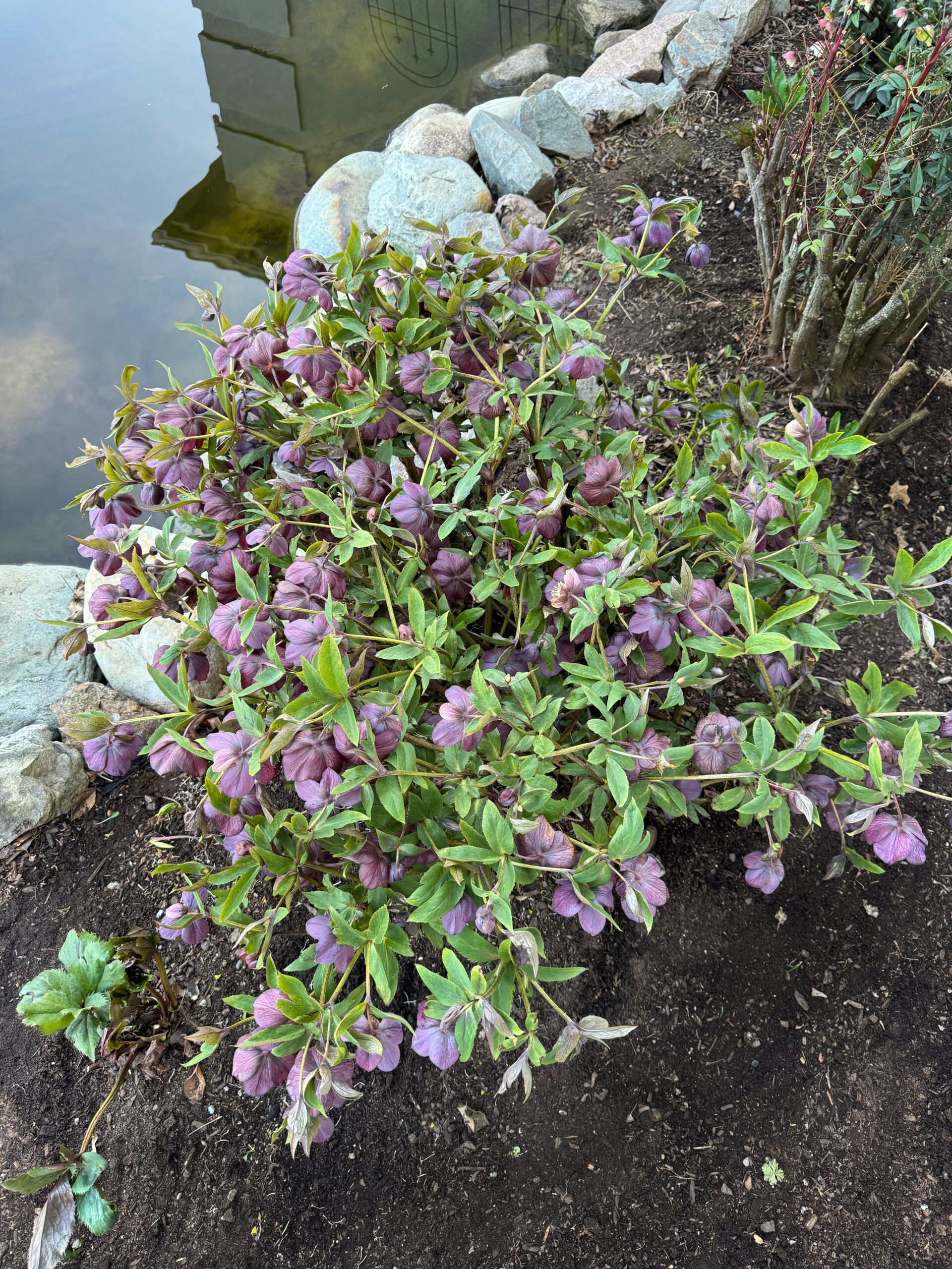 How to Grow Hellebores - Lenten Rose