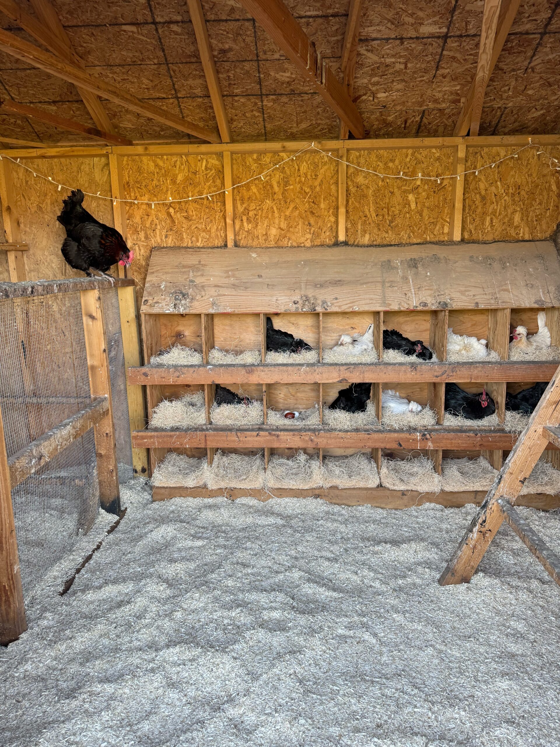 Chicken Coop Bedding - Hemp