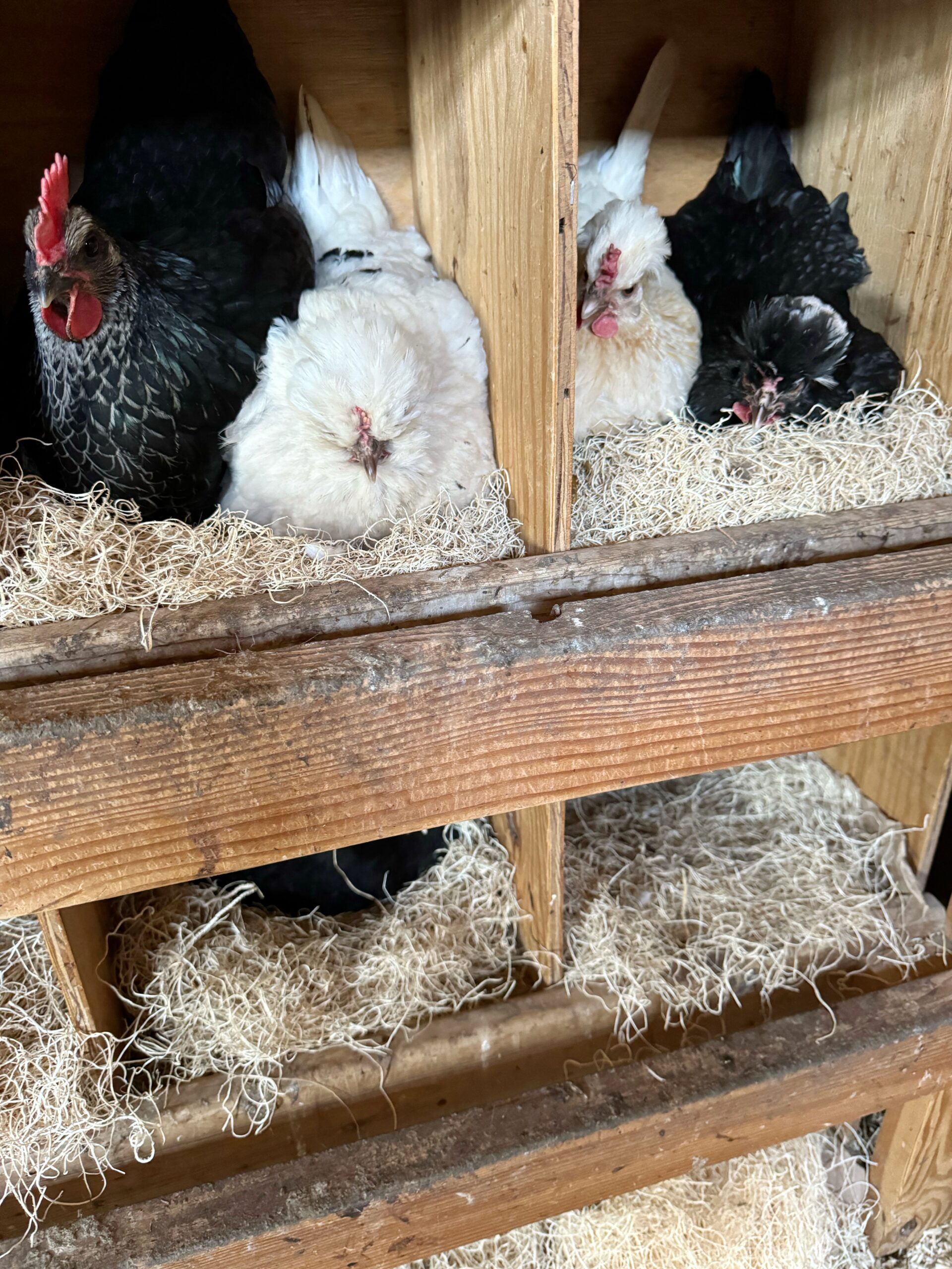 DIY Nesting Box - Extra Large