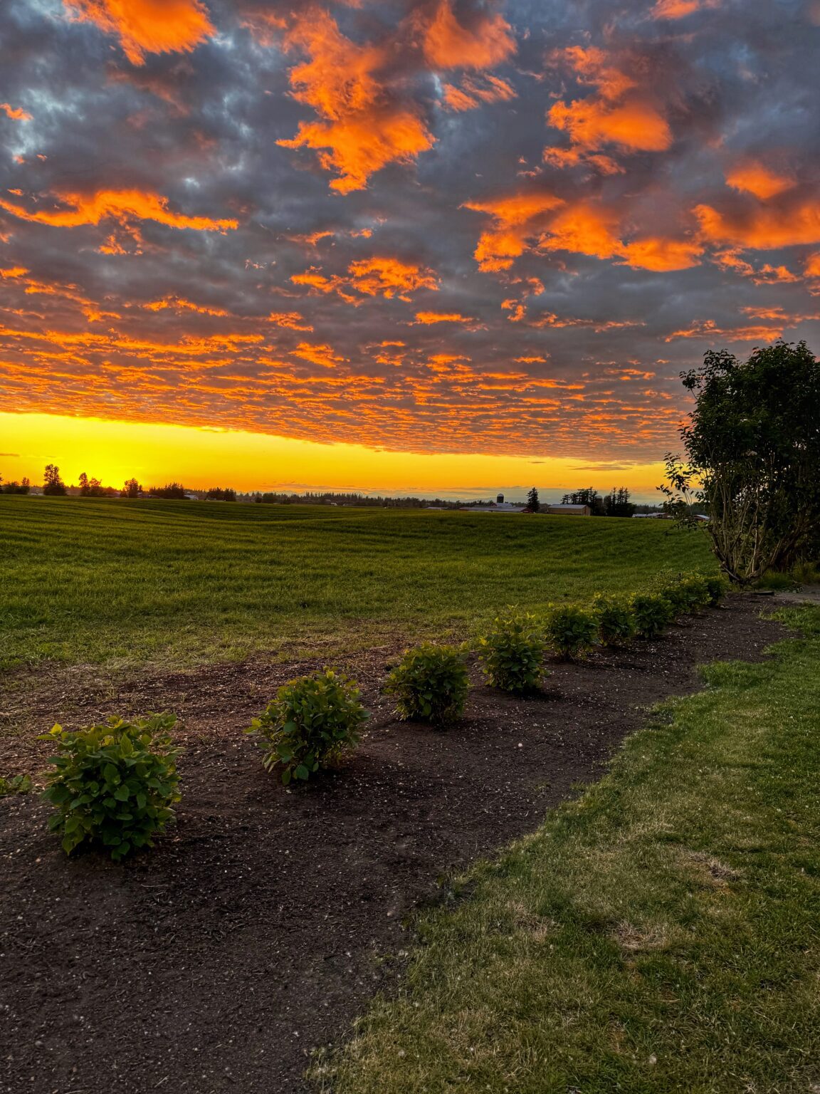 Hydrangea Hedge - Process