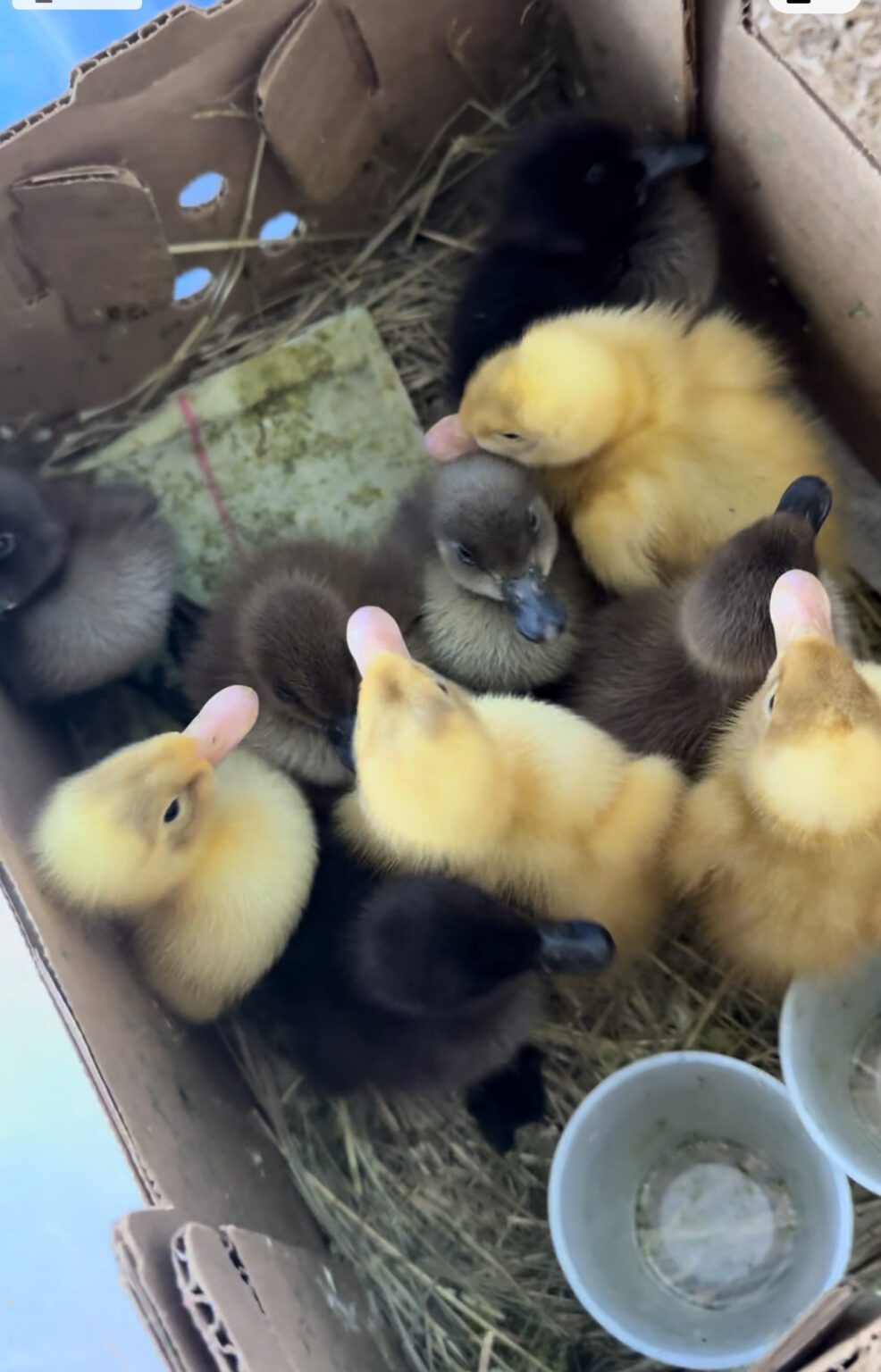 Indian Runner Ducks