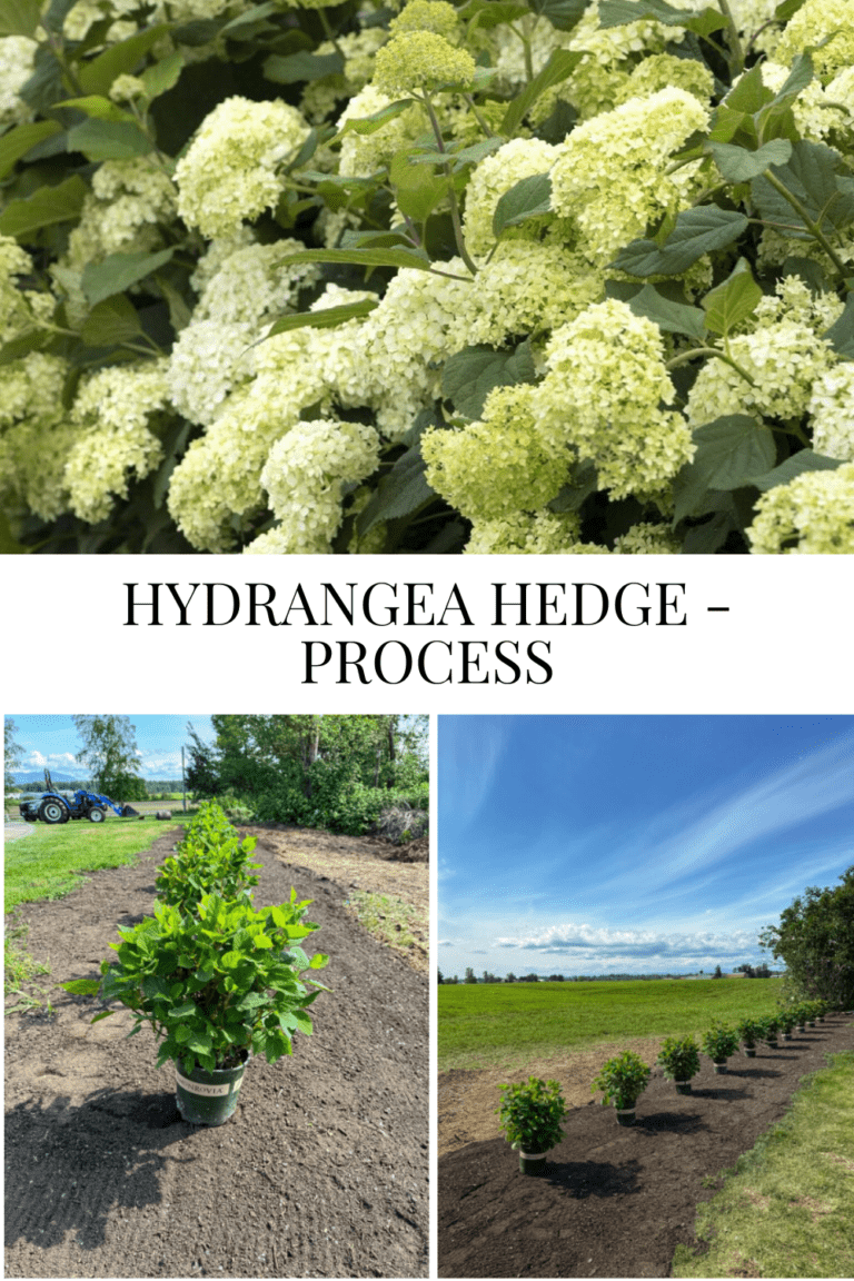 Hydrangea Hedge - Process