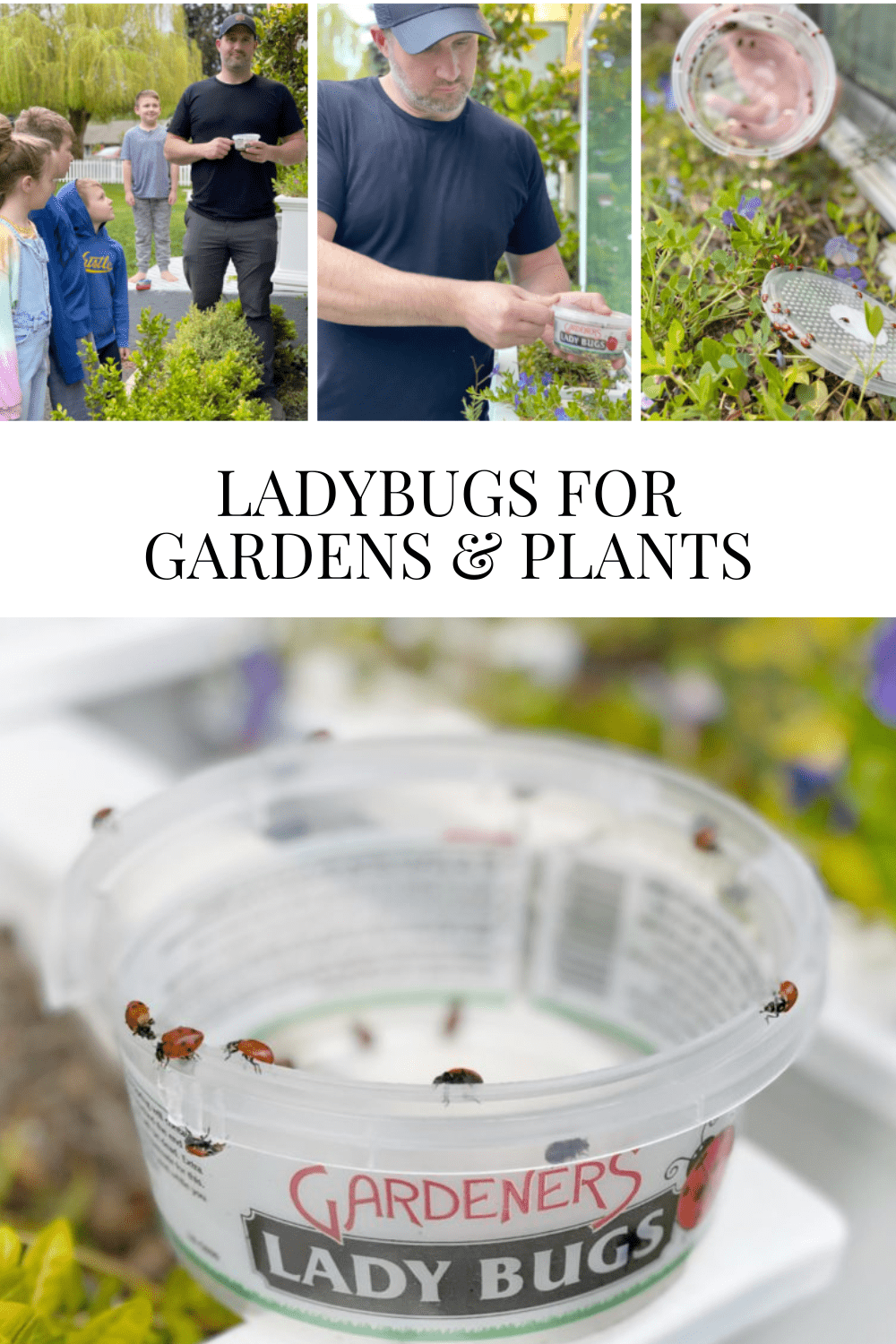 Ladybugs for Garden and Plants