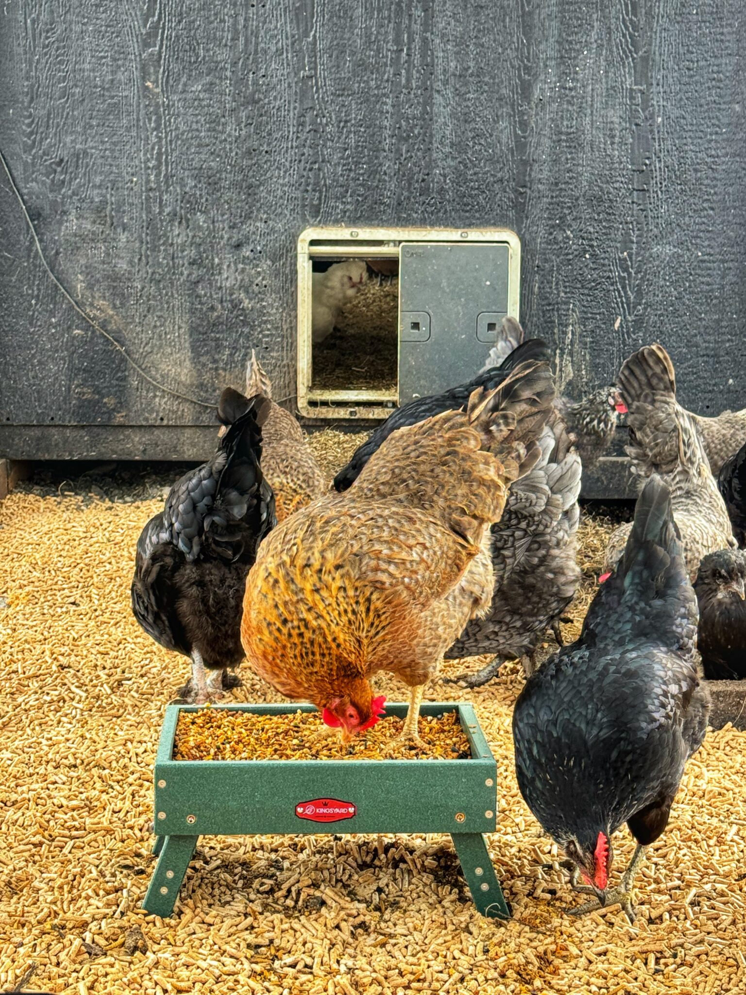 Bird Feeding Ideas - Chickens & Wildlife